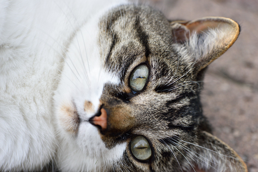 Nikon-mount SLRs - Photography - FM Forums